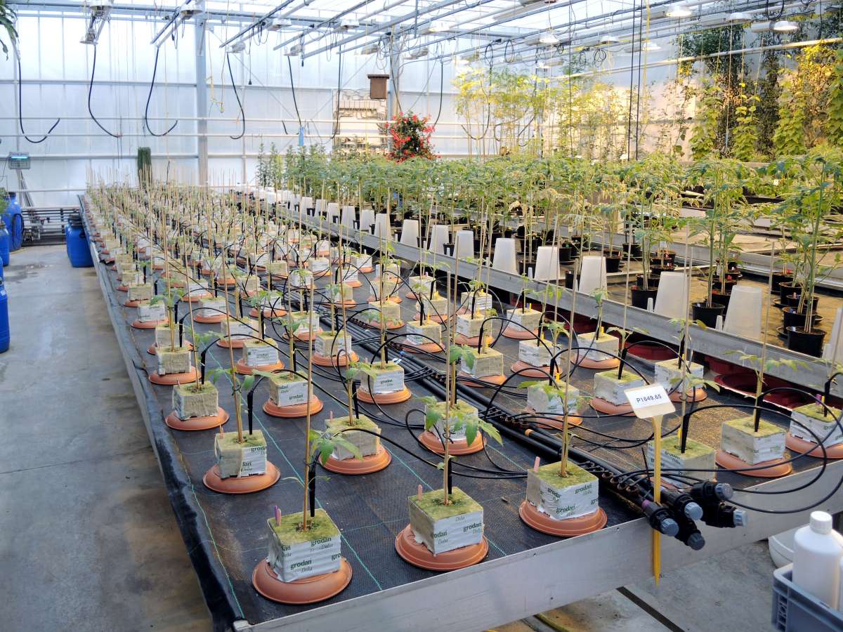 Cellmax Nutrients - Grow Where You are