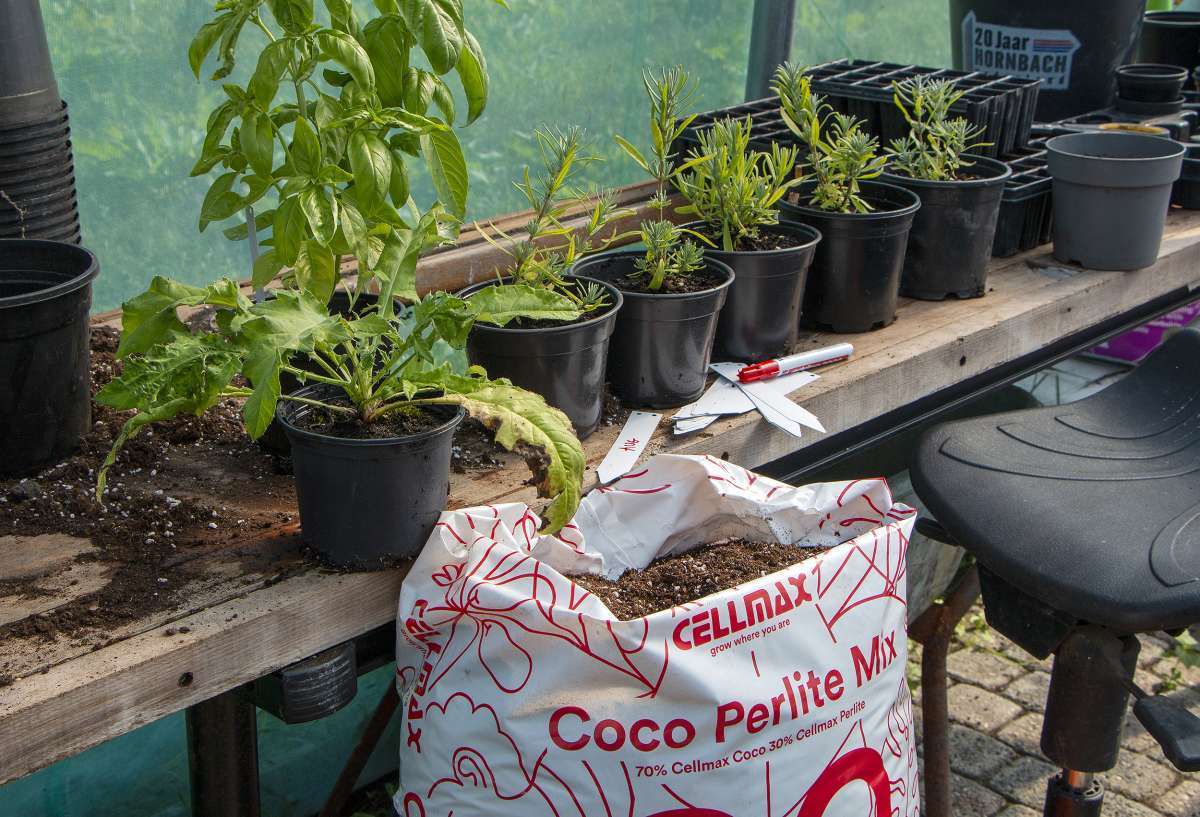 Kweekschema voor Terra - Cellmax