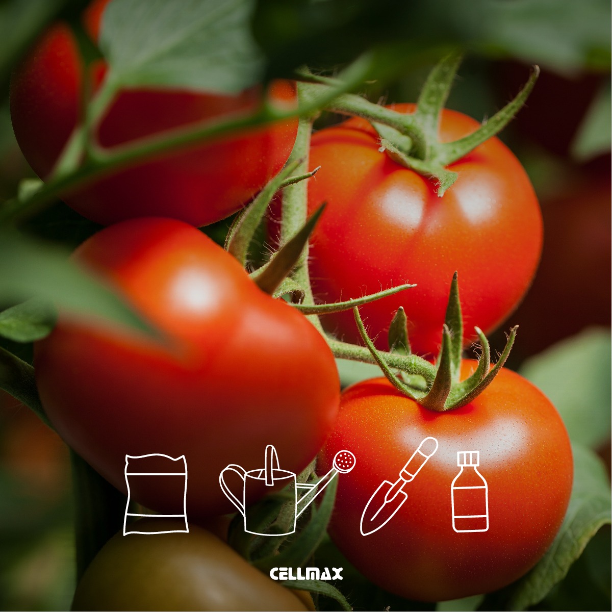 Planta de tomate - Cellmax